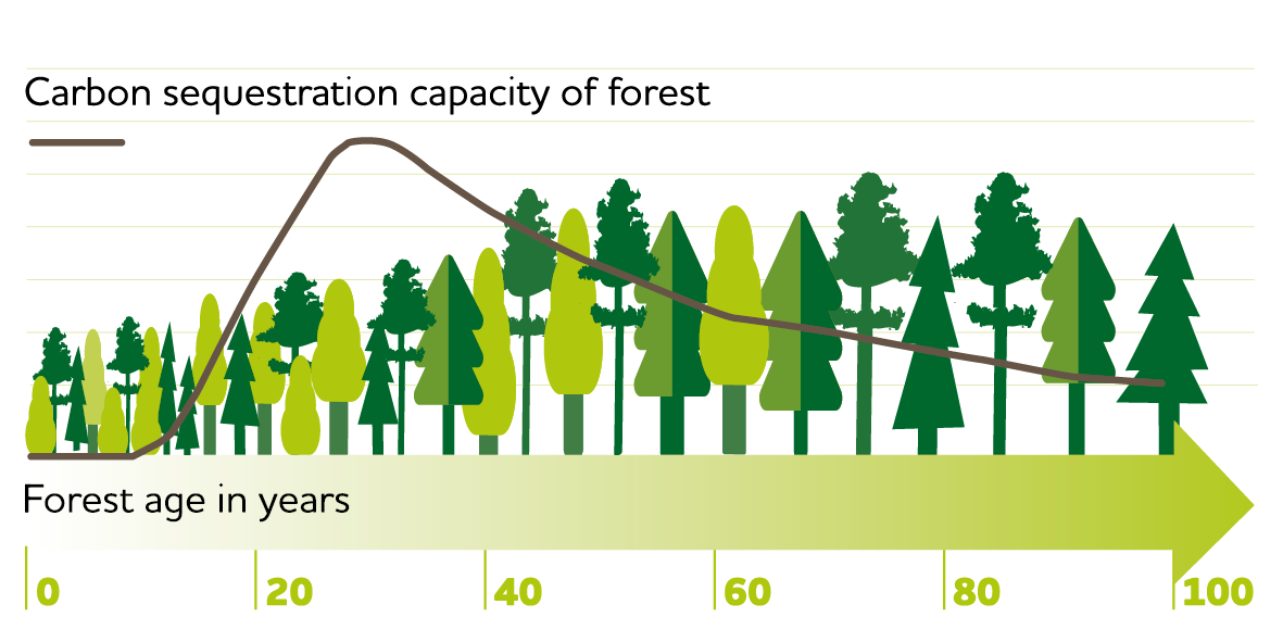 Targeting felling and management measures - Tornator